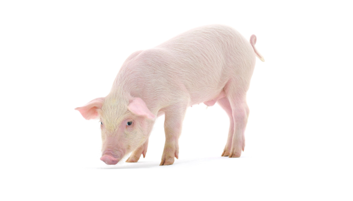 Tail docking : Stress management is key (part 2) - Animal Care