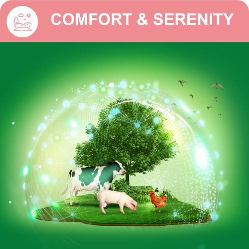 VeO - Managing times of stress: cattle, poultry and swine. - Phodé ...