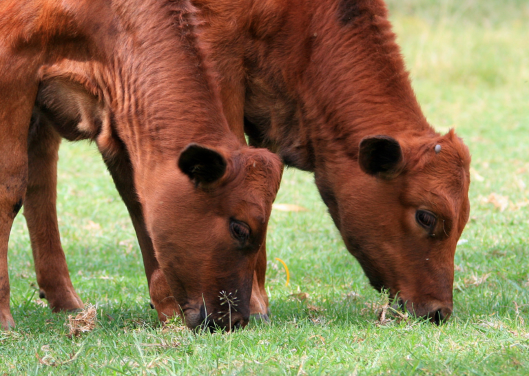 VeO - Managing times of stress: cattle, poultry and swine. - Phodé ...