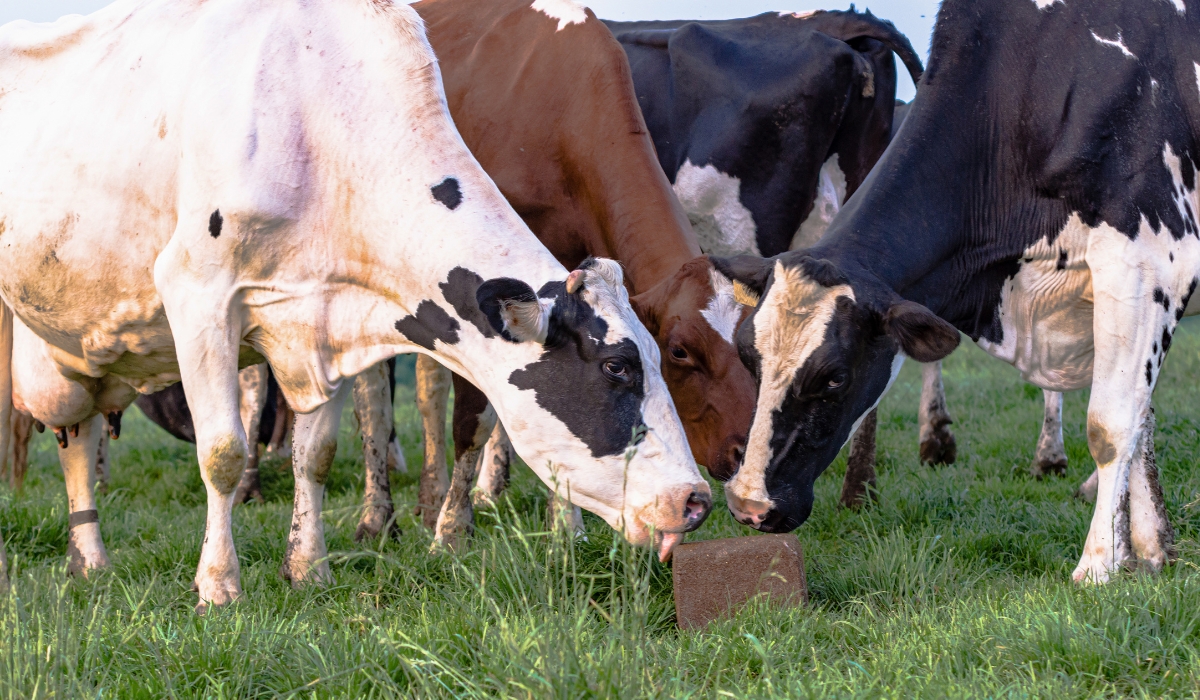 Well-being and performance in ruminants - Phodé Animal Care