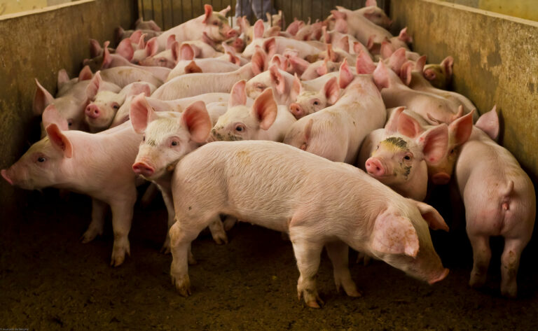 Well-being & Olfaction - Animal Care