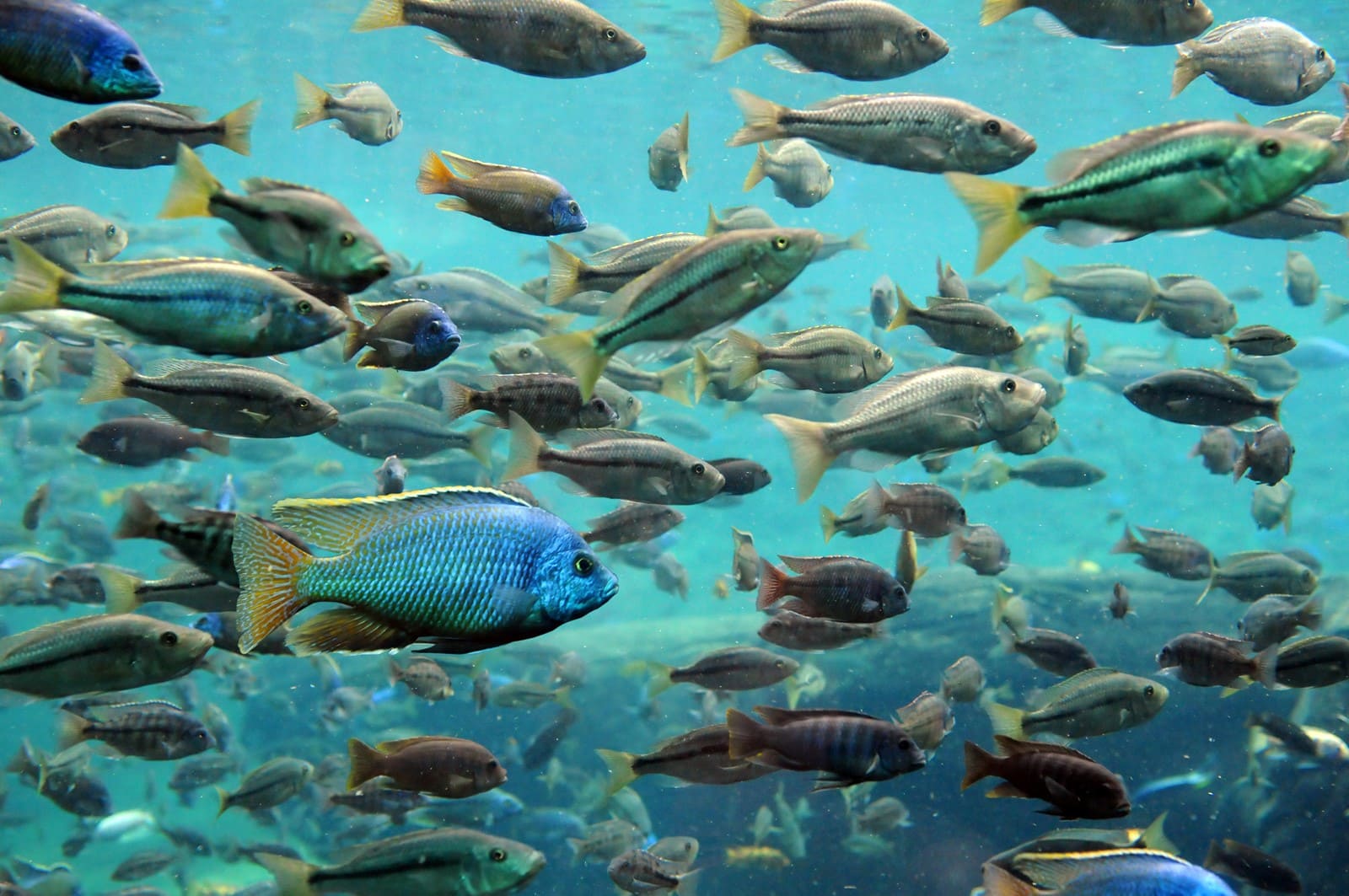 Fish well-being and performance - PhodéAnimal Care