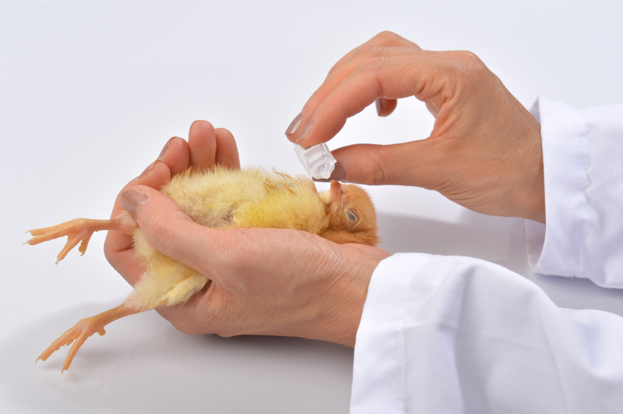 Phodé Animal Care - Qui sommes-nous